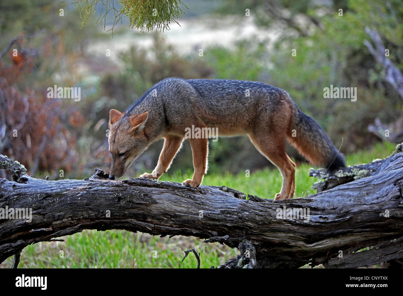 Colpeo wolf, Culpeo, Culpeo zorro, Andean fox, Andean wolf (Dusicyon ...