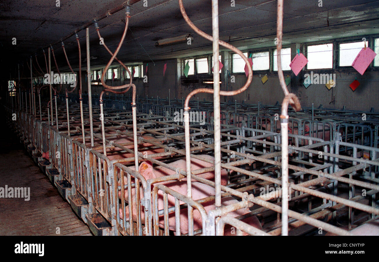 Breeding Sows Pigs Hog Farm High Resolution Stock Photography and ...