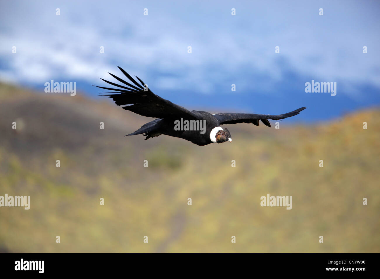 Andean condor hi-res stock photography and images - Alamy