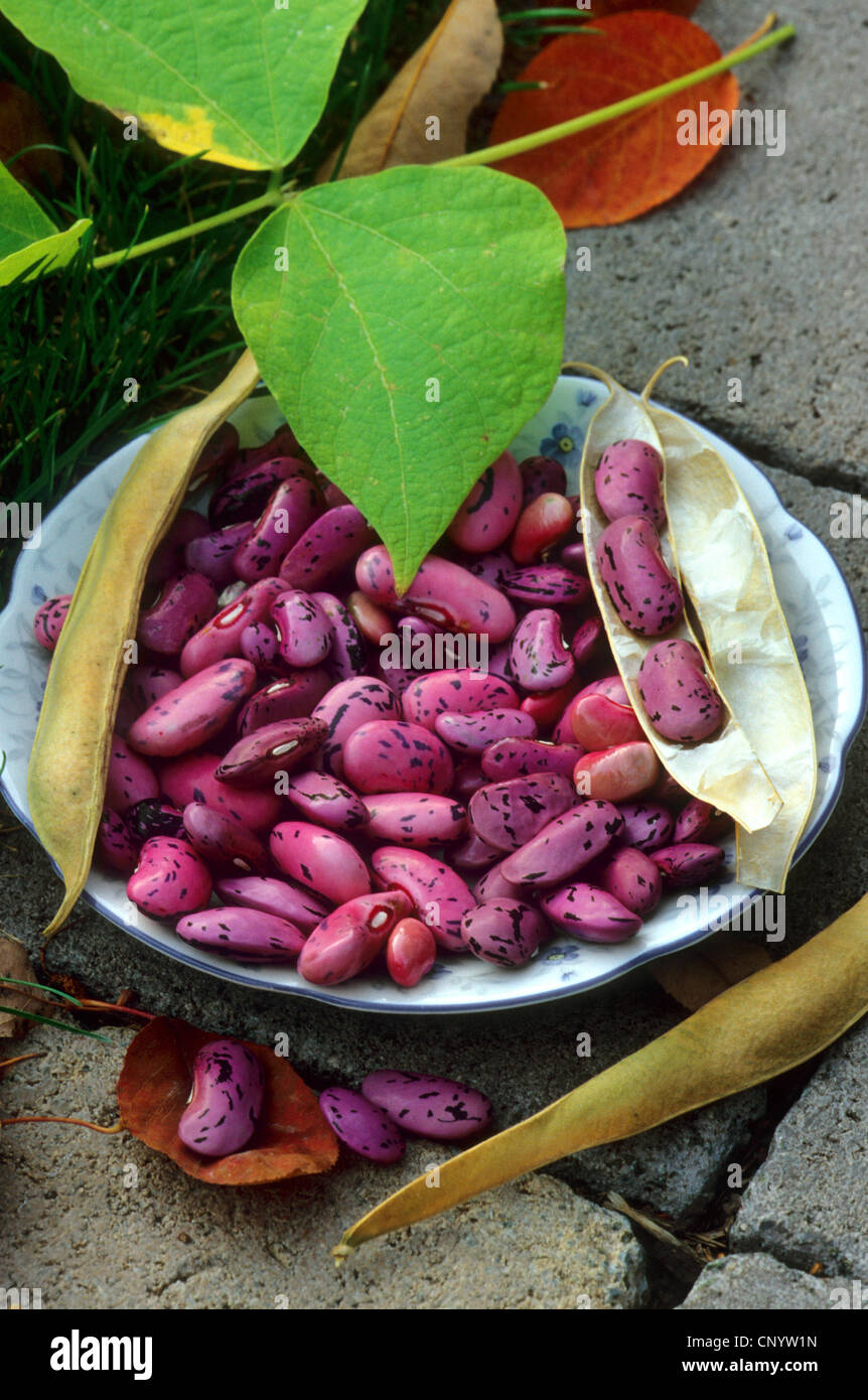 runner beans, scarlet runner (Phaseolus coccineus), runner beans on a ...