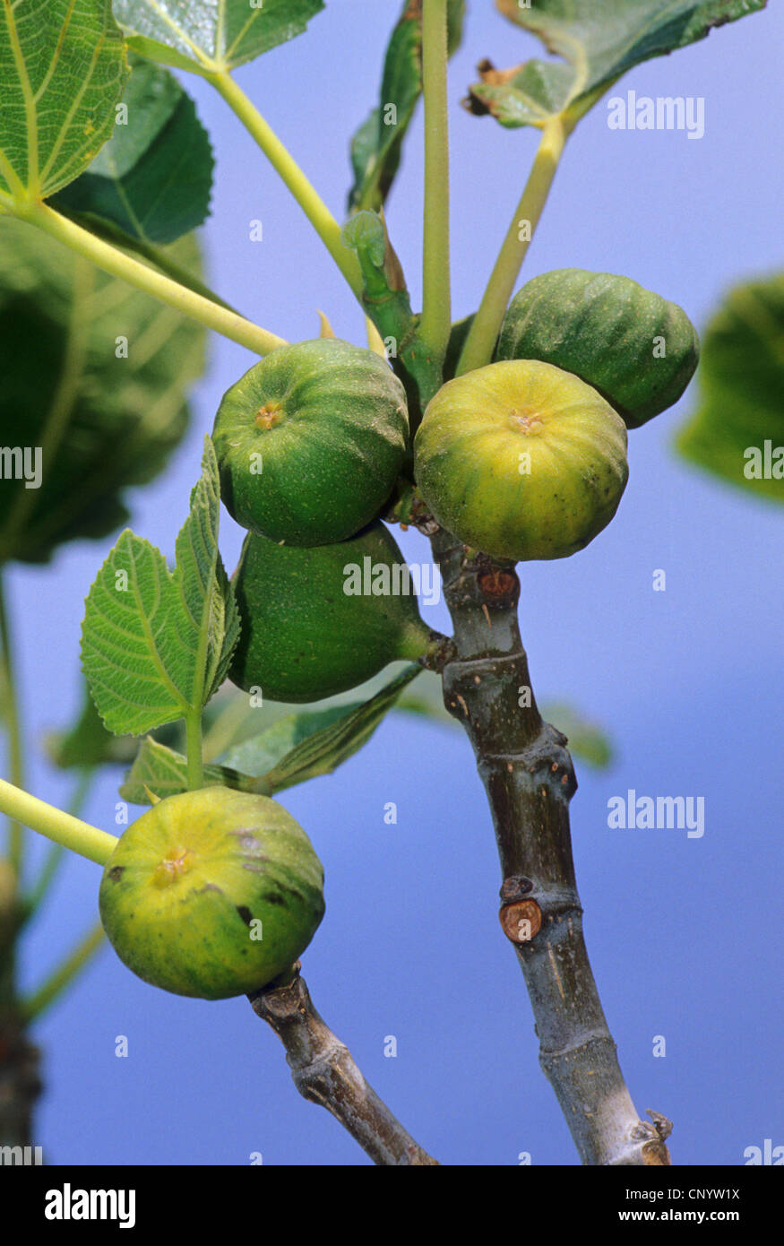 edible fig, common fig (Ficus carica), figs on a tree, Greece Stock ...