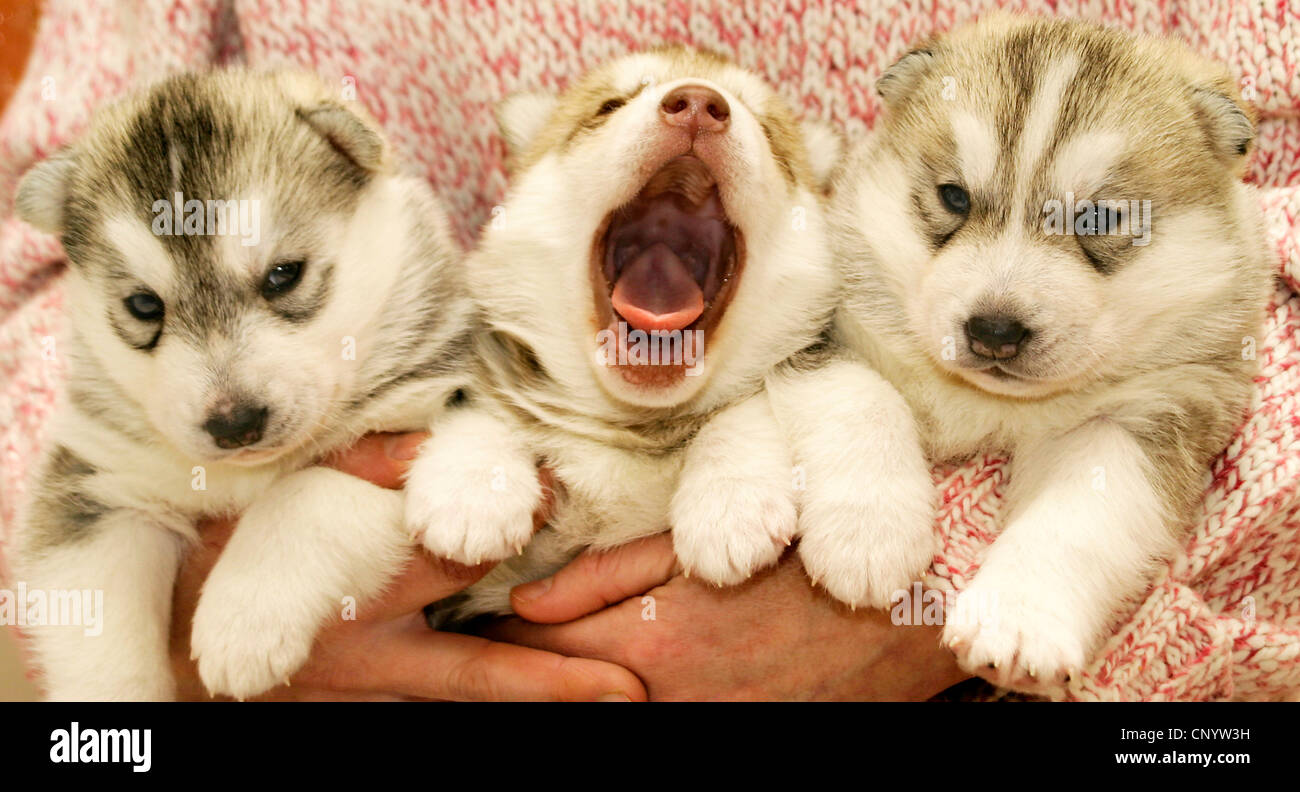 Alaskan Husky (Canis lupus f. familiaris), three whelps on the arm ...