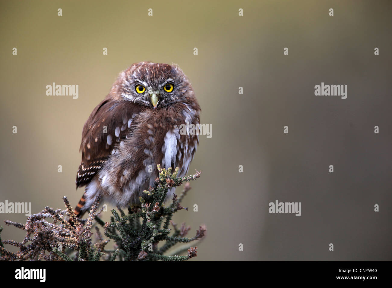 austral pygmy owl (Glaucidium nanum), sitting on a bush, Chile, Torres ...