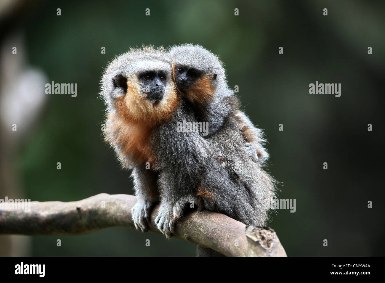 Titi monkey callicebus moloch hi-res stock photography and images - Alamy