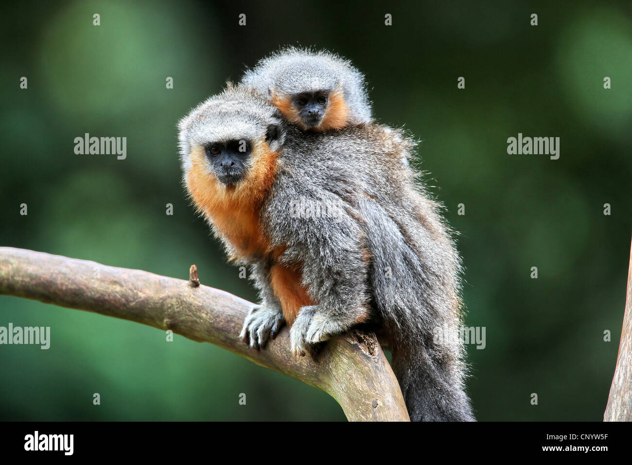 dusky titi (Callicebus moloch), with cub, Brazil, Para Stock Photo - Alamy