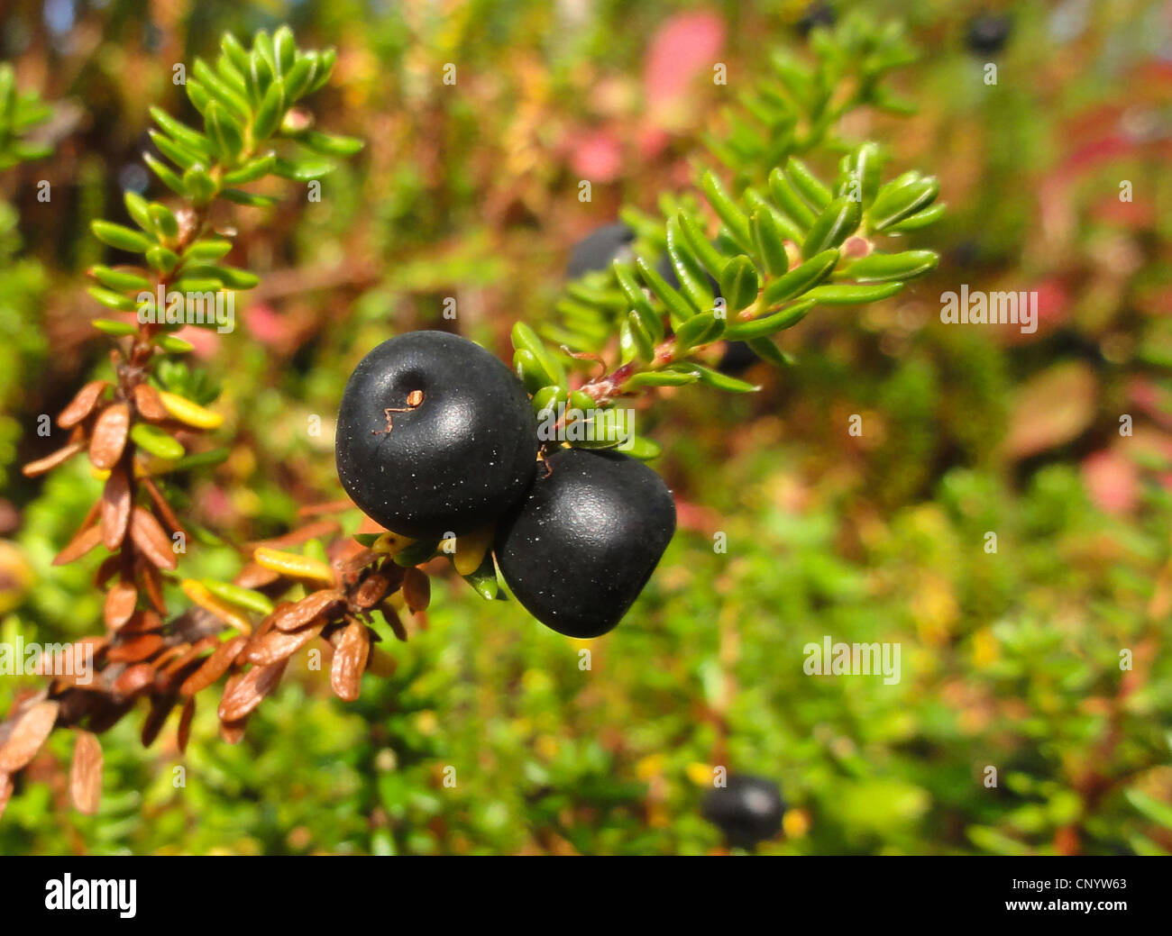 black crowberry (Empetrum nigrum), branch with fruits, Norway, Troms ...