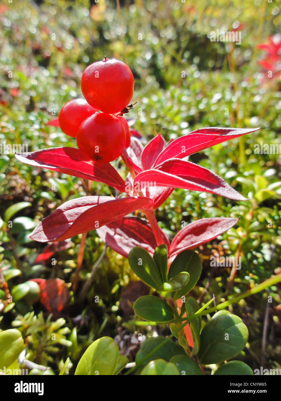 dwarf cornel, dogwood (Cornus suecica), fruiting, Norway, Troms ...