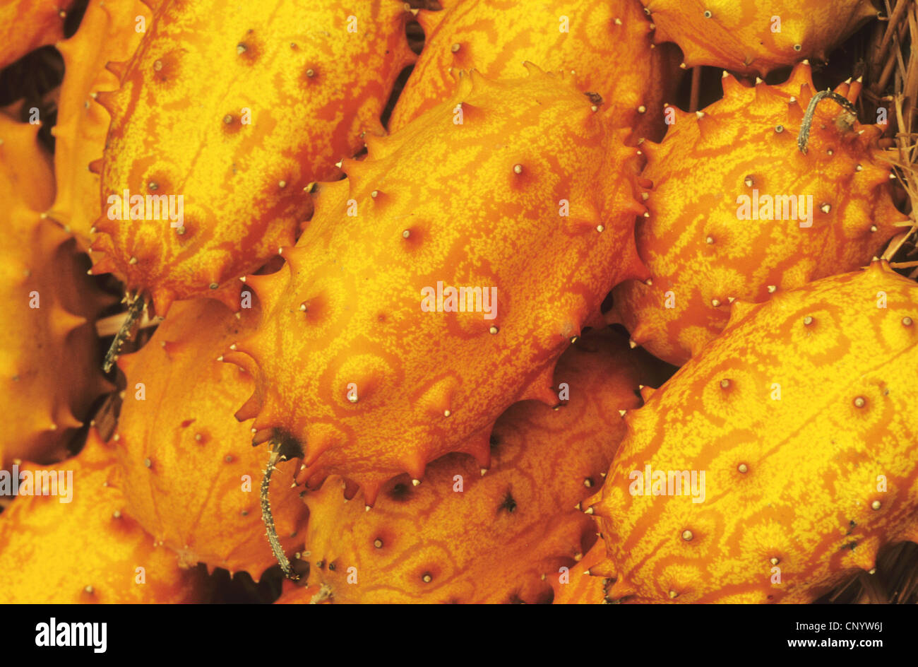 African cucumber, African horned cucumber, kiwano, horned melon, jelly ...