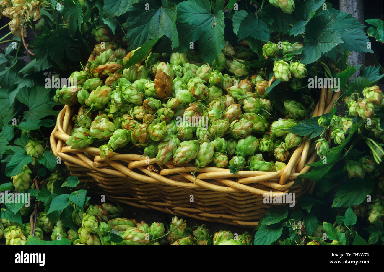 common hop (Humulus lupulus), collected hop fruits in a basket Stock ...