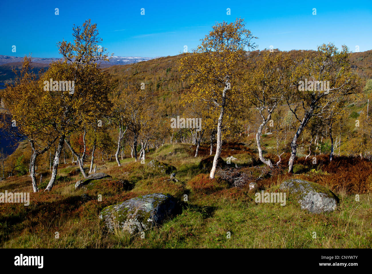birch (Betula spec.), birch forest in autumn, Norway, Nordland ...