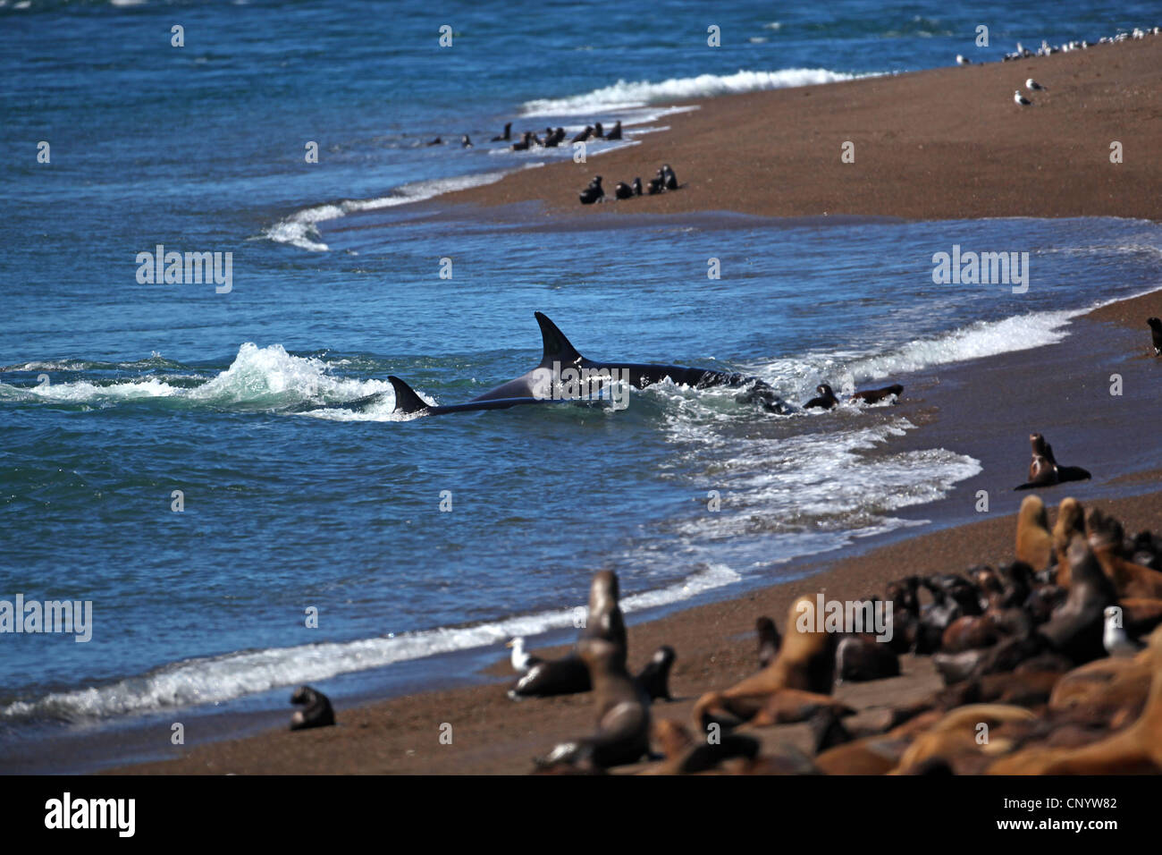 orca, great killer whale, grampus (Orcinus orca), attack on South ...