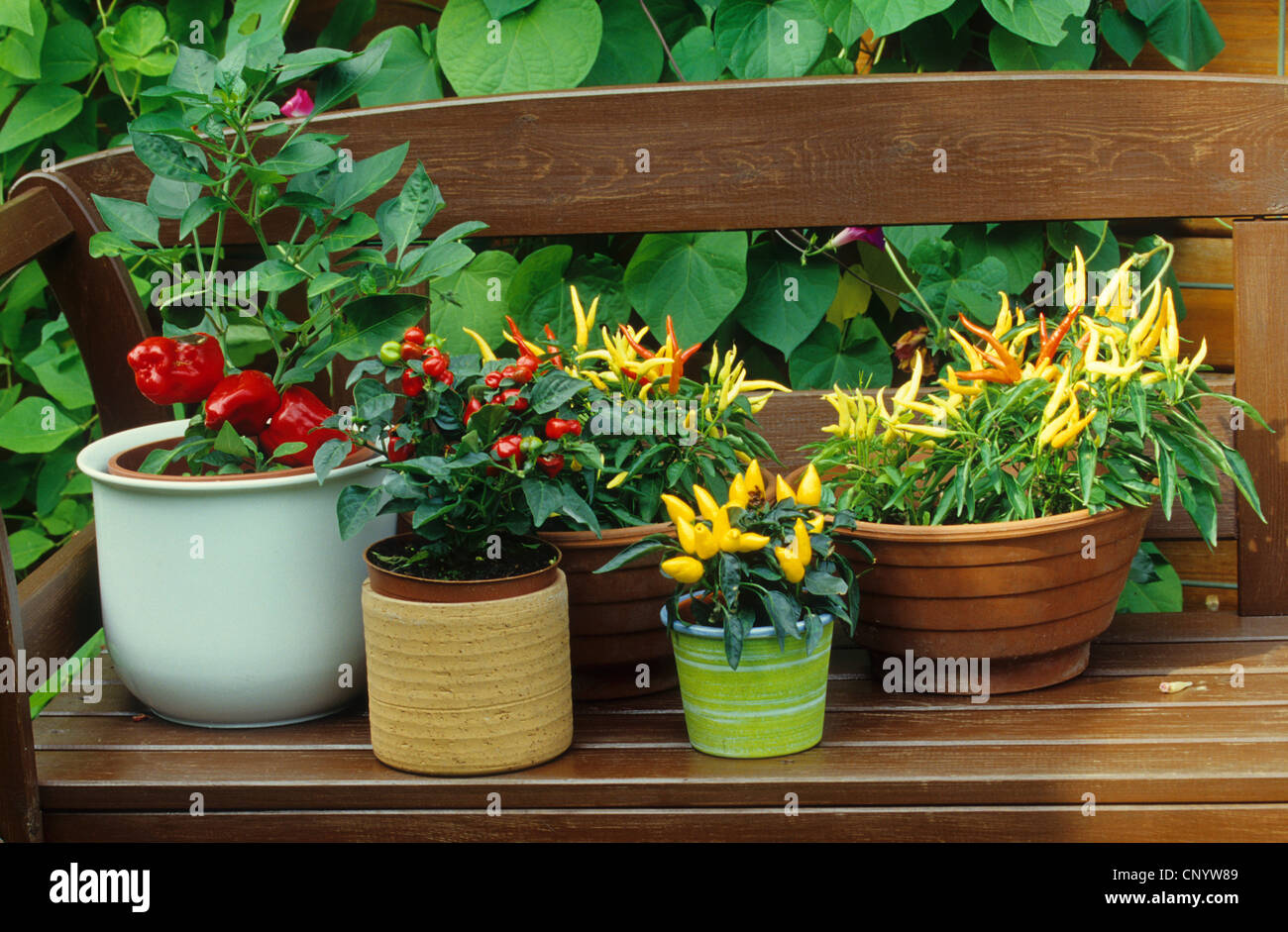 chili pepper, paprika (Capsicum annuum), different varieties of paprika ...