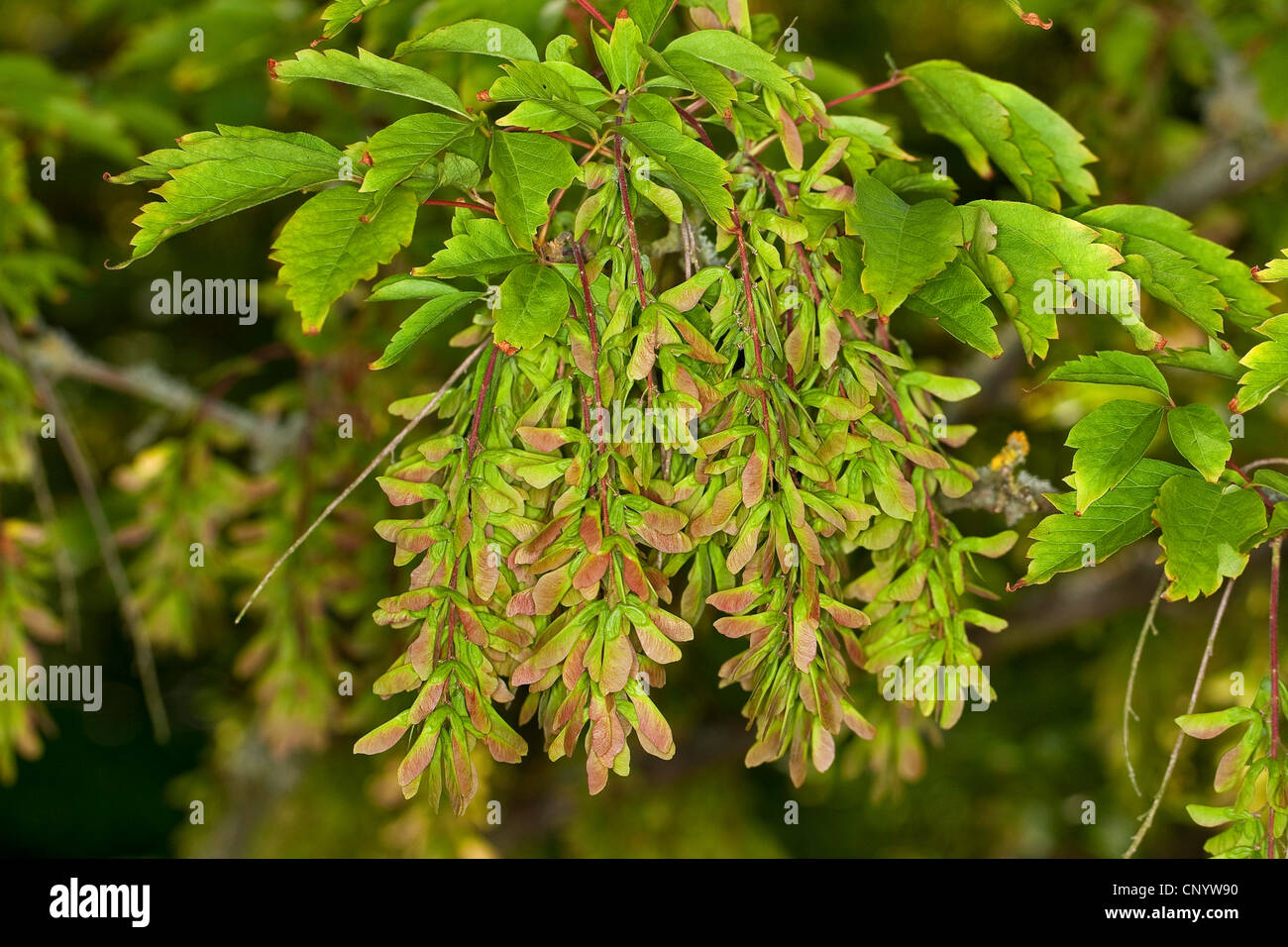 Vine maple tree hi-res stock photography and images - Alamy