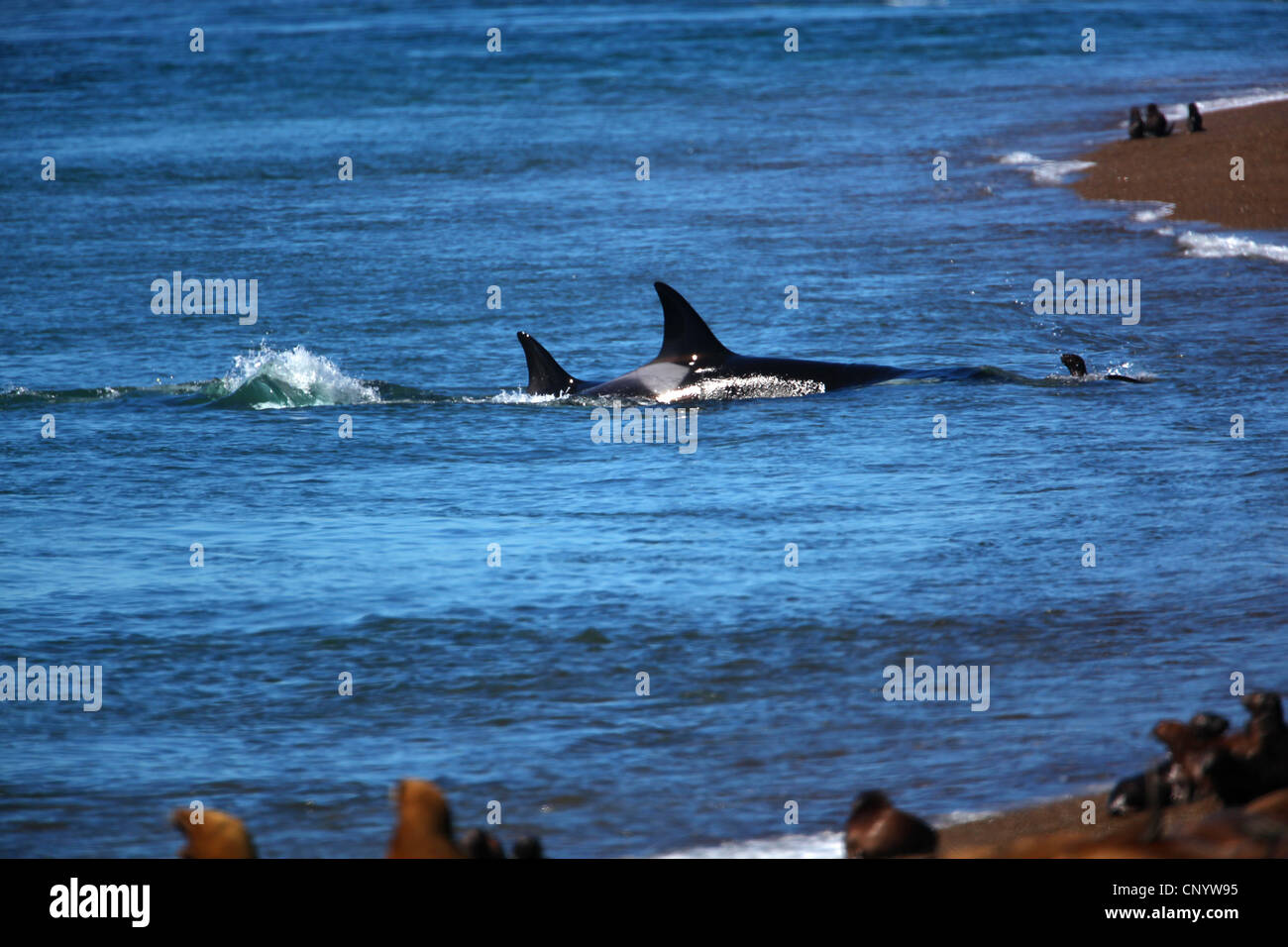 orca, great killer whale, grampus (Orcinus orca), attack on South ...