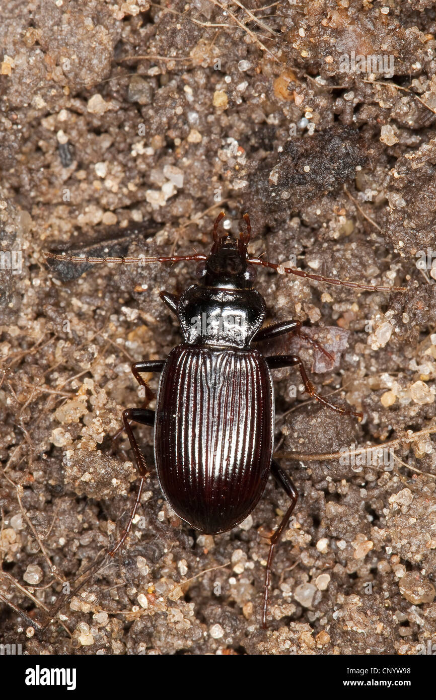 Common Black Ground Beetle