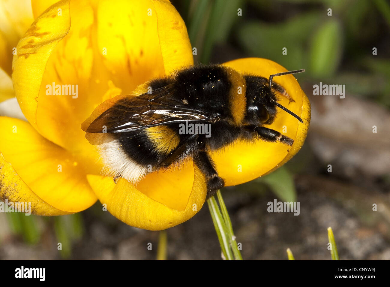 buff-tailed bumble bee (Bombus terrestris), on a crocus, Germany Stock ...