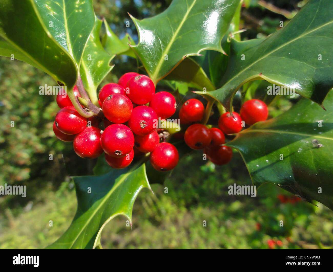 Holly broad hi-res stock photography and images - Alamy