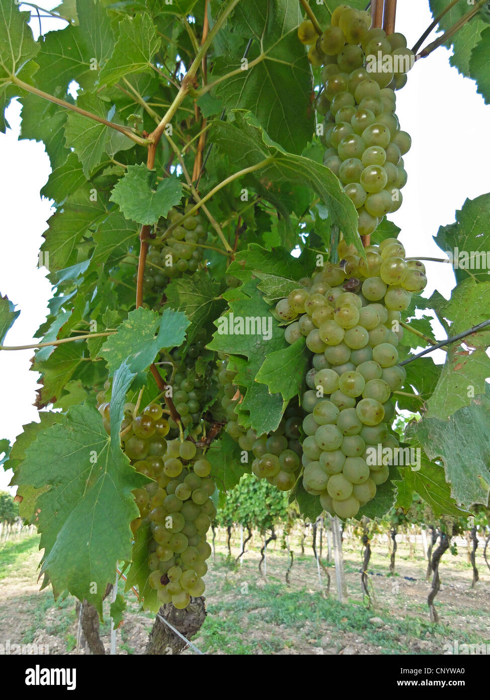 Close up row grapevines hi-res stock photography and images - Alamy