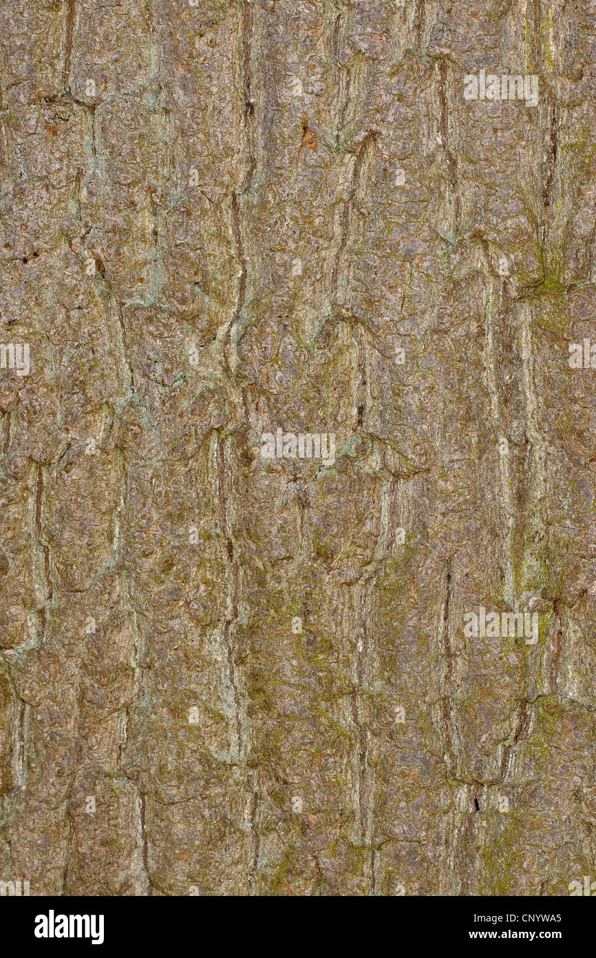 common ash, European ash (Fraxinus excelsior), bark Stock Photo - Alamy