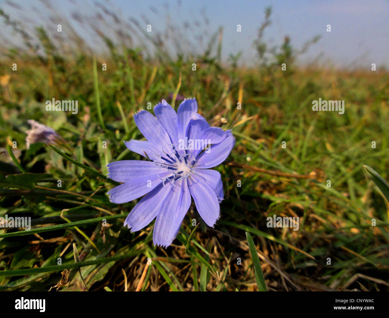 blue sailors, common chicory, wild succory (Cichorium intybus ...