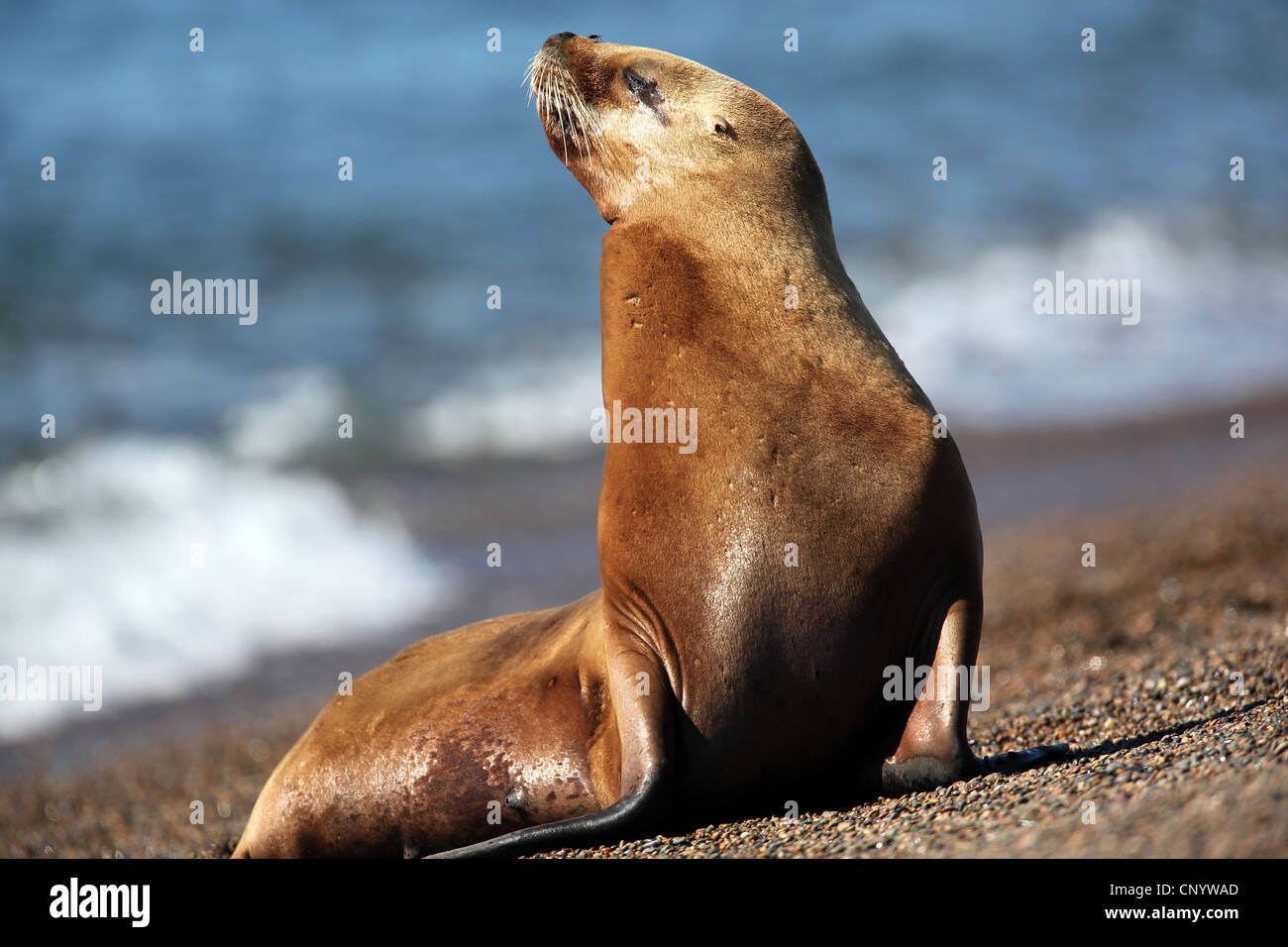 Southern sea lion, South American sea lion, Patagonian sea lion (Otaria ...