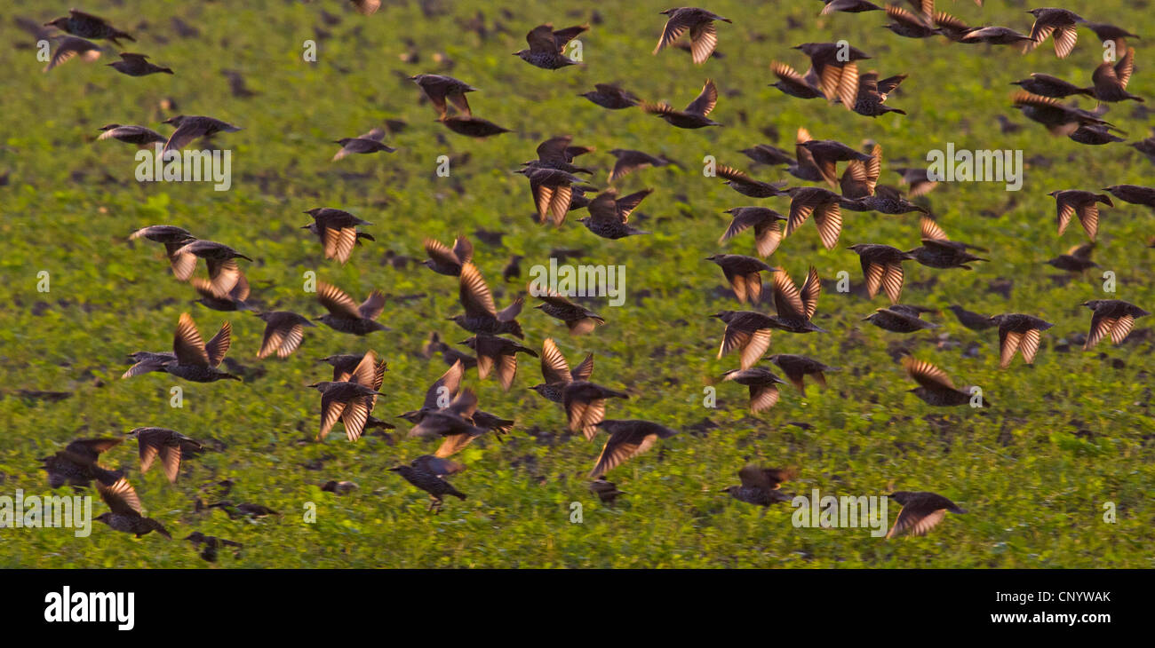 common starling (Sturnus vulgaris), flying flock of starlings, Austria ...