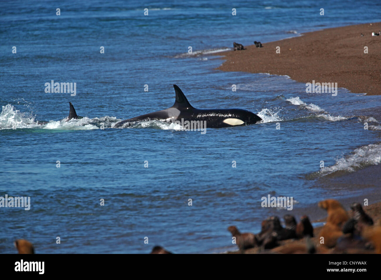 Killer Whale Attack