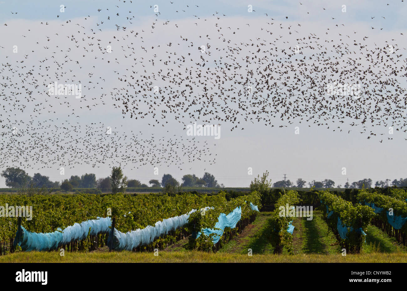 common starling (Sturnus vulgaris), flock of starlings over vine yard ...