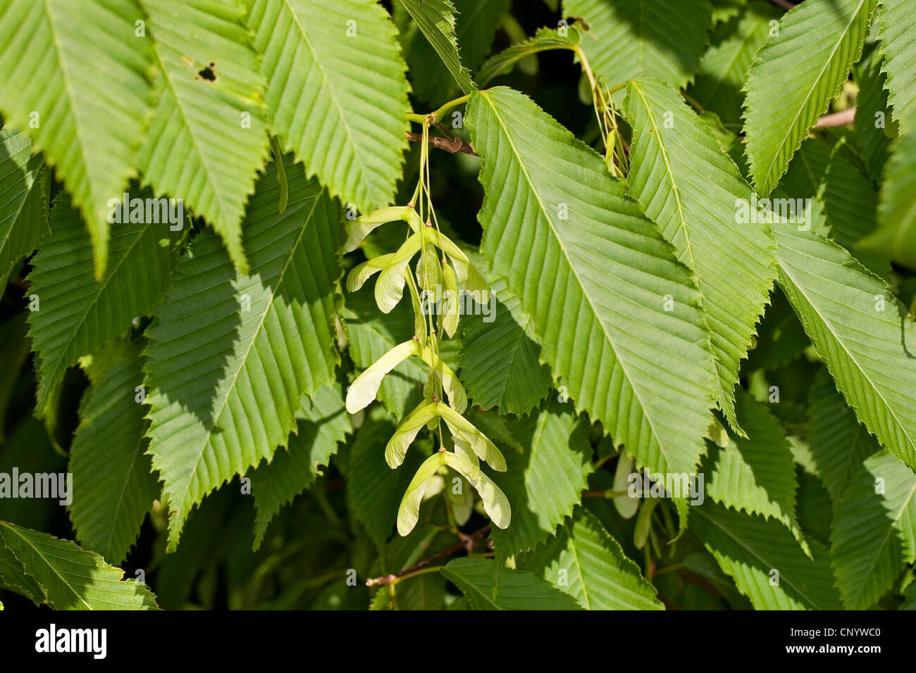 Hornbeam maple (Acer carpinifolium), infructescence Stock Photo - Alamy