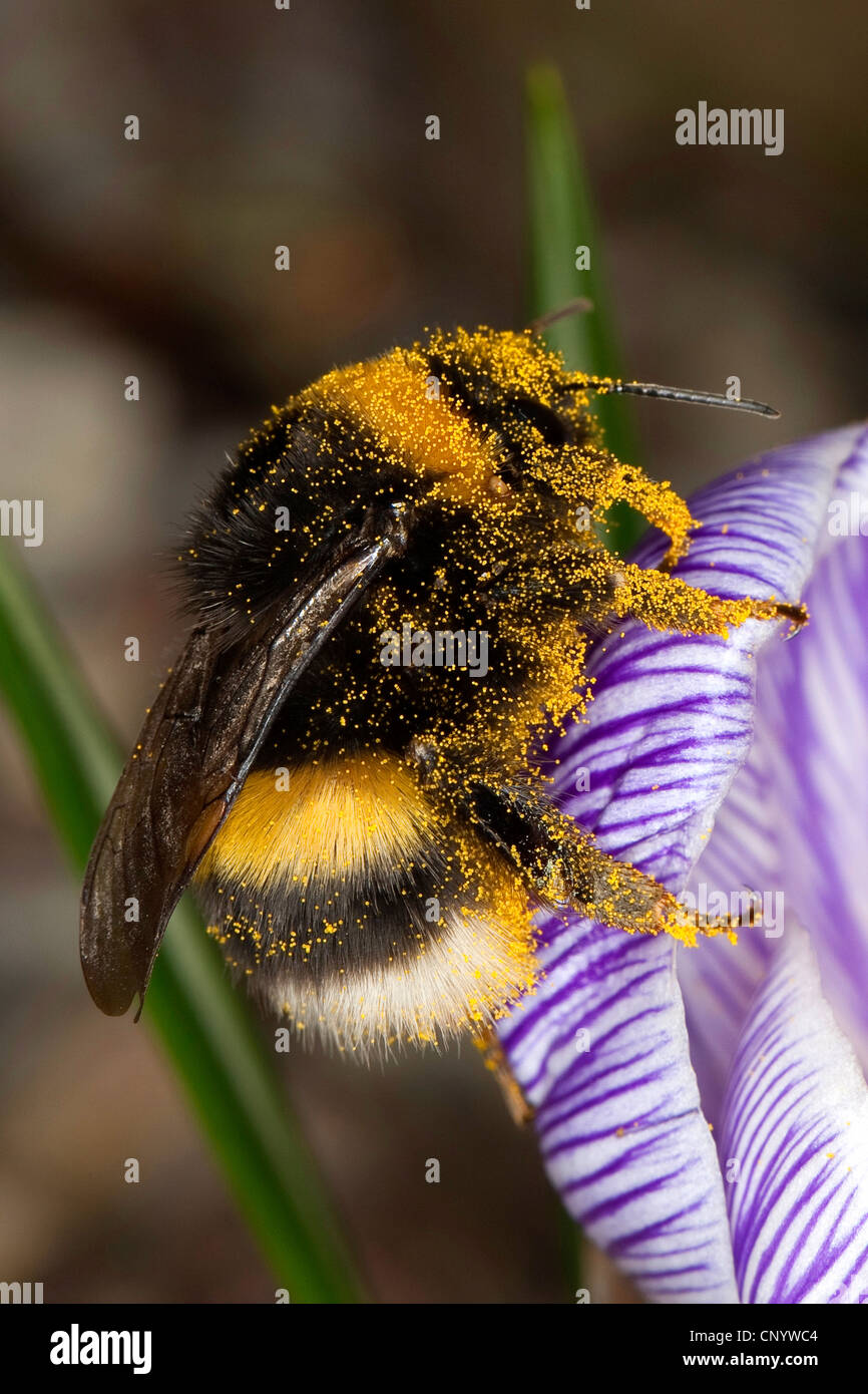 white-tailed bumble bee (Bombus lucorum), sitting on a crocus, Germany ...