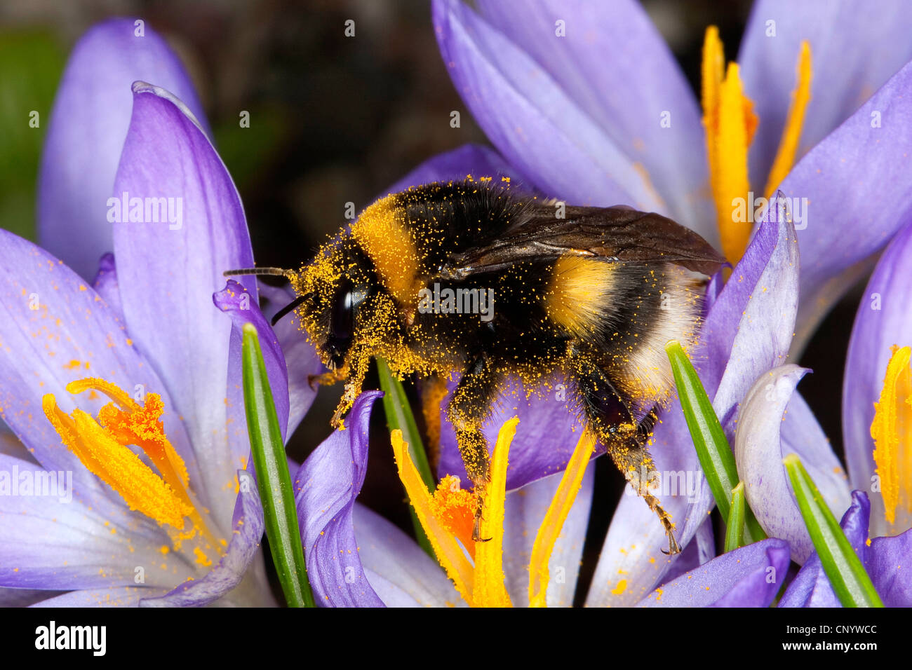 white-tailed bumble bee (Bombus lucorum), sitting on a crocus, Germany ...