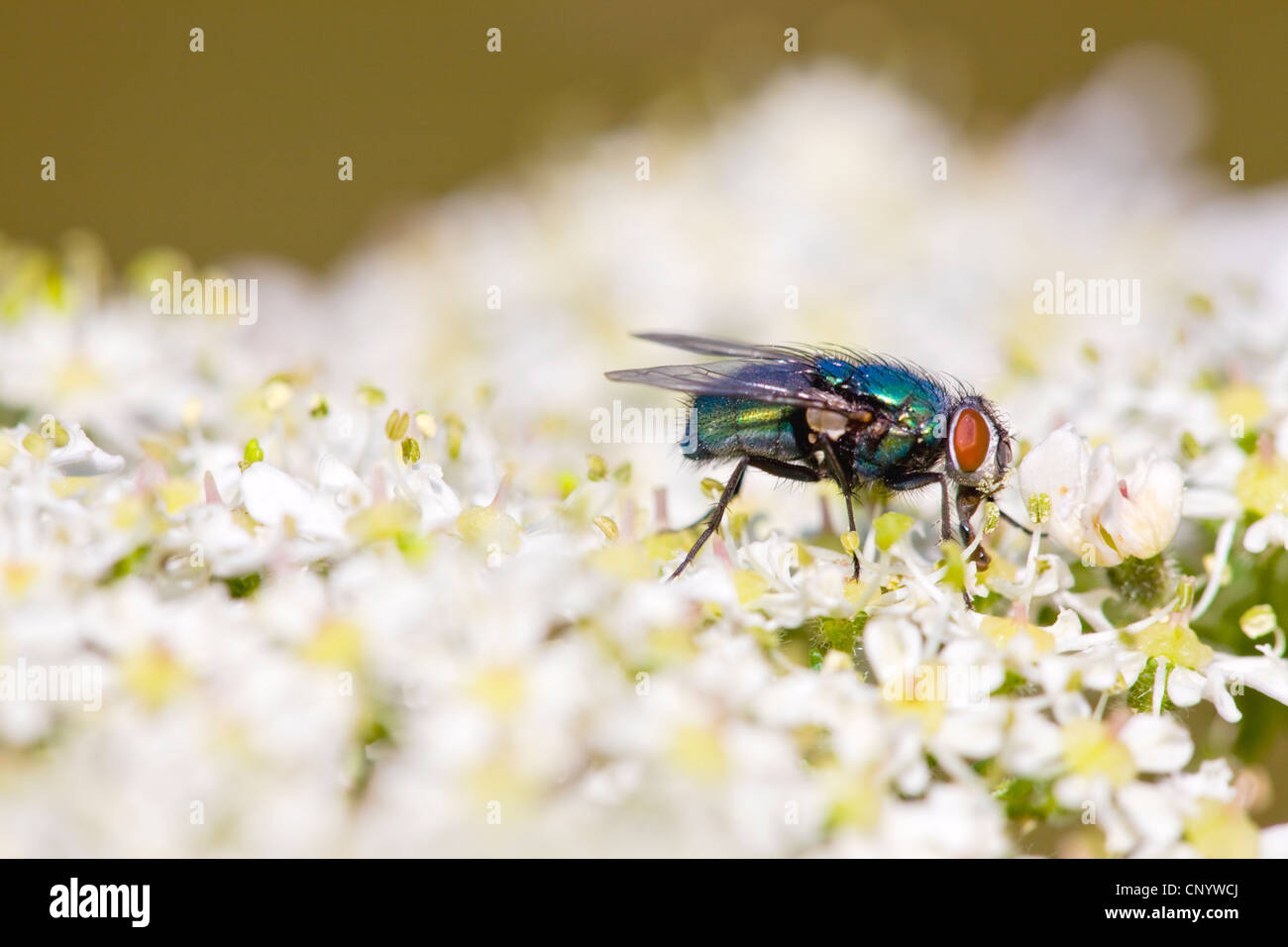 Blow fly hi-res stock photography and images - Alamy