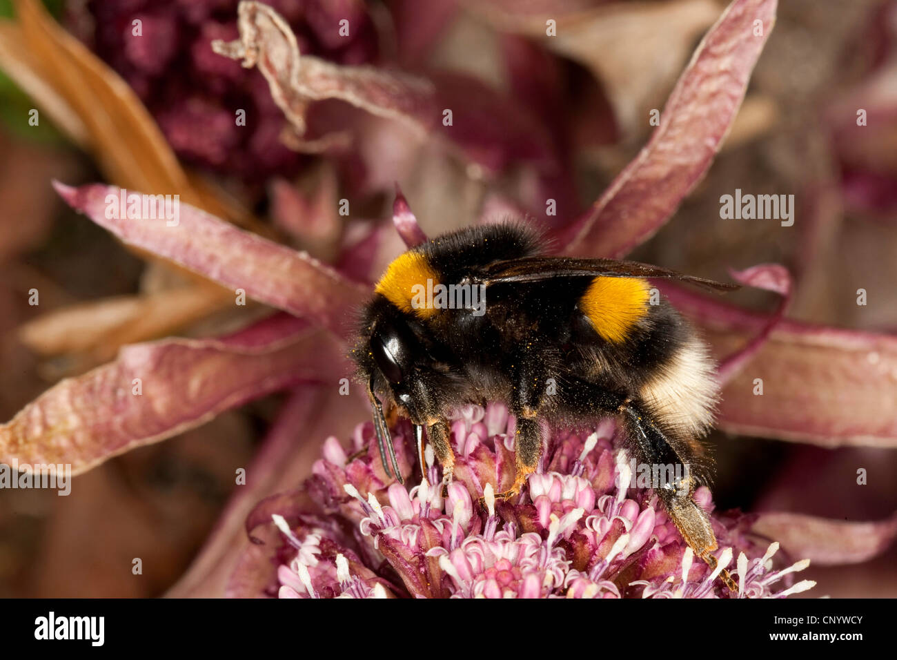 White tailed bumble bee bombus hi-res stock photography and images - Alamy
