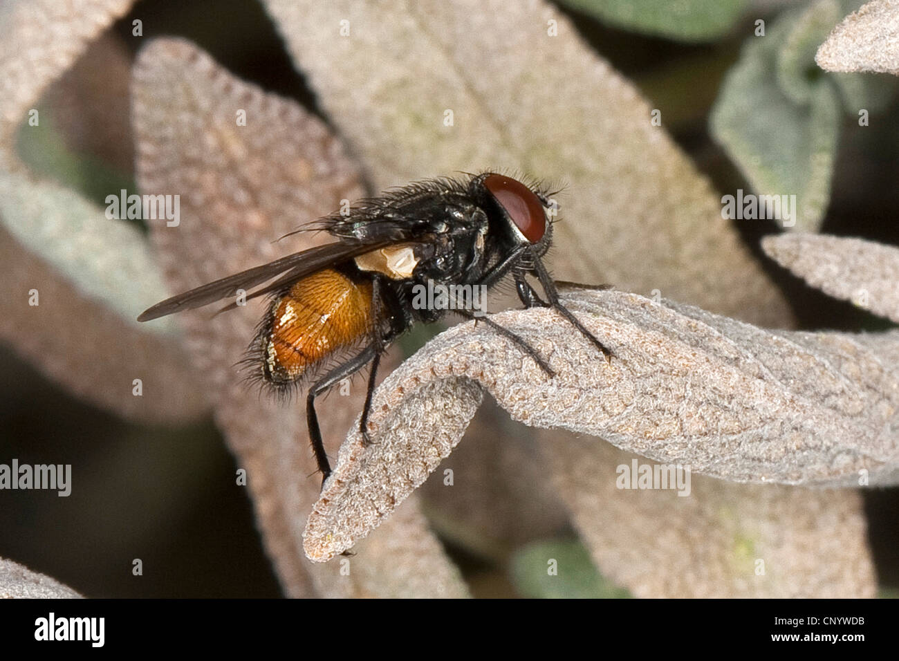 Face fly, Autumn house-fly (Musca autumnalis), male, Germany Stock ...