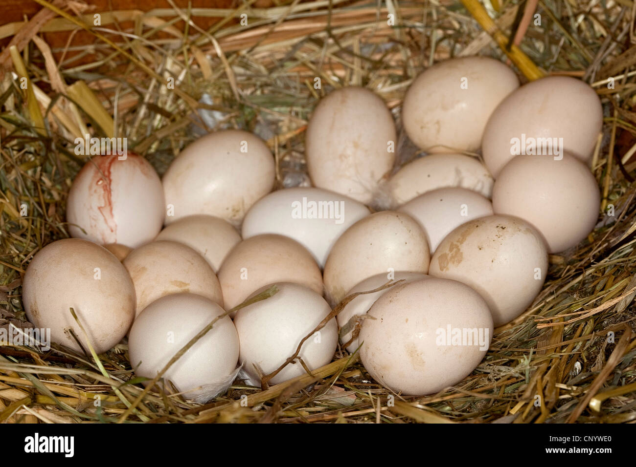 Hen egg nest hi-res stock photography and images - Alamy