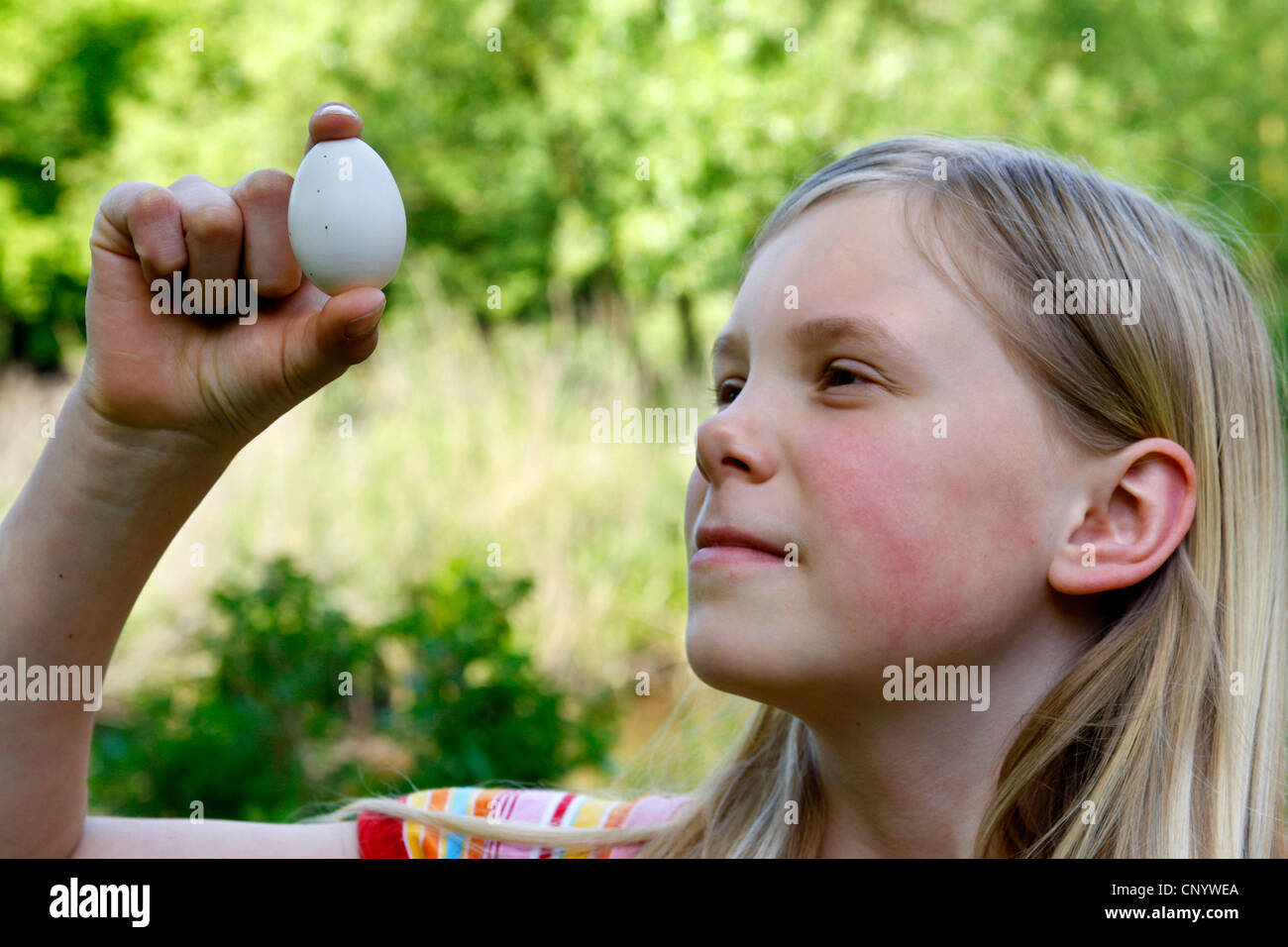 Inspecting a fertile hens eggs in backlight hi-res stock photography ...