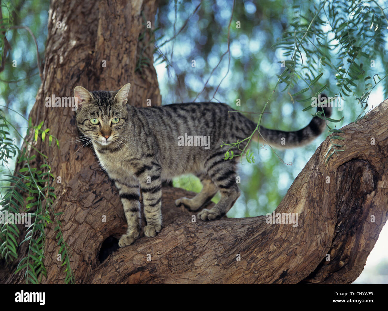 domestic cat, house cat (Felis silvestris f. catus), sitting on tree ...