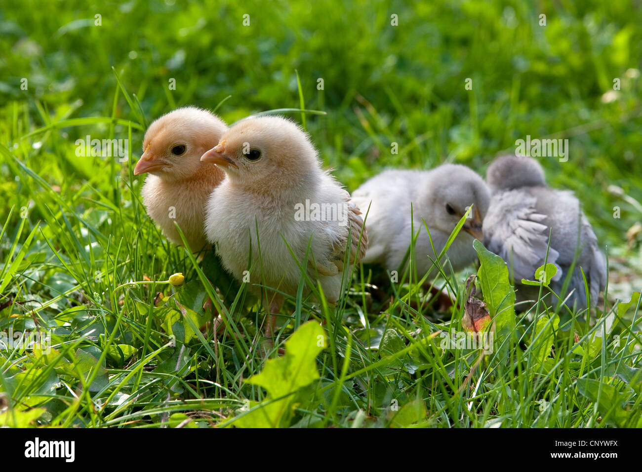domestic fowl (Gallus gallus f. domestica), just hatched chicks in the ...