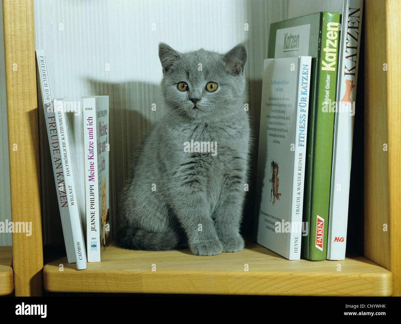 domestic cat, house cat, Chartreux (Felis silvestris f. catus), kitten ...