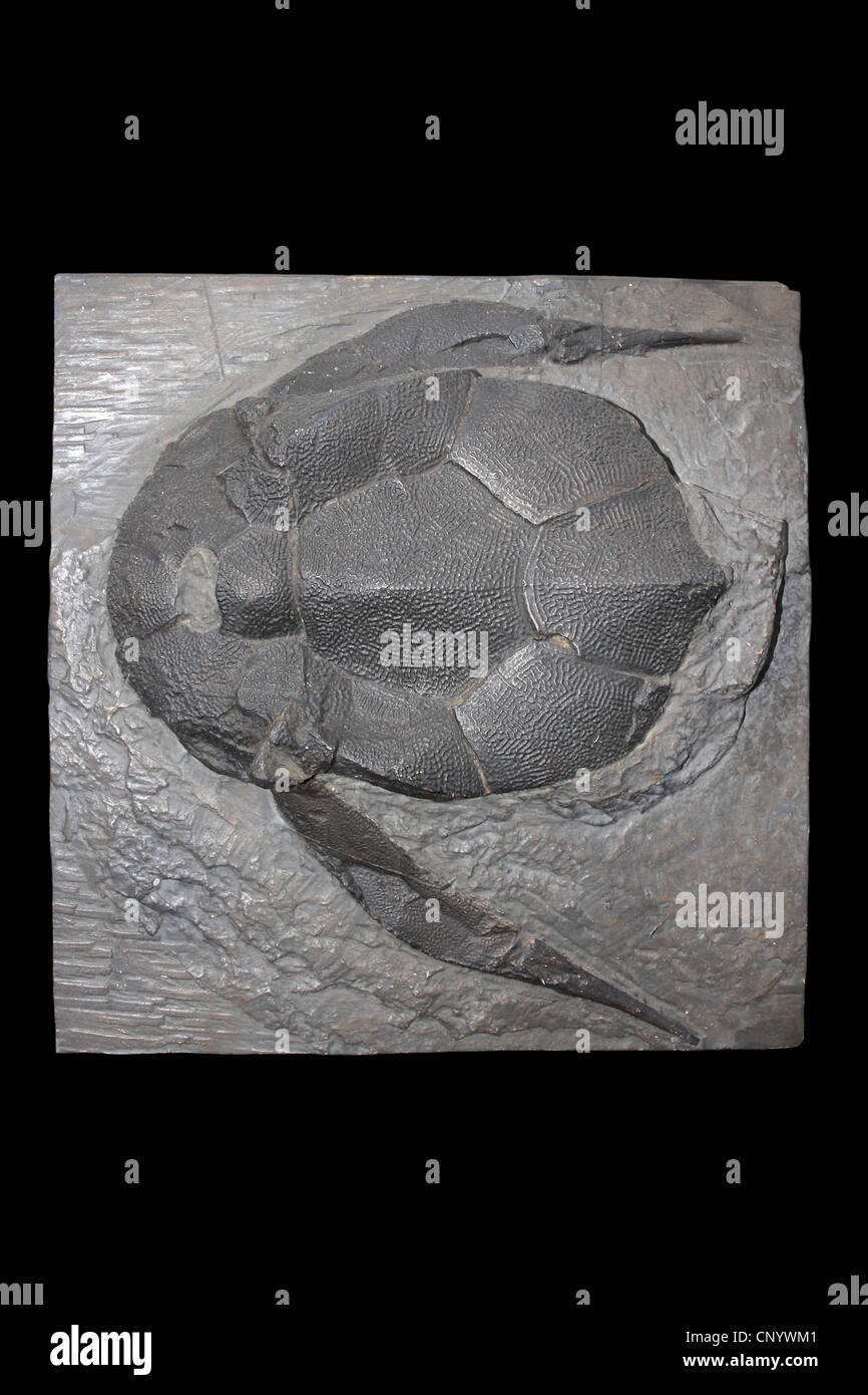 Placoderm hi-res stock photography and images - Alamy