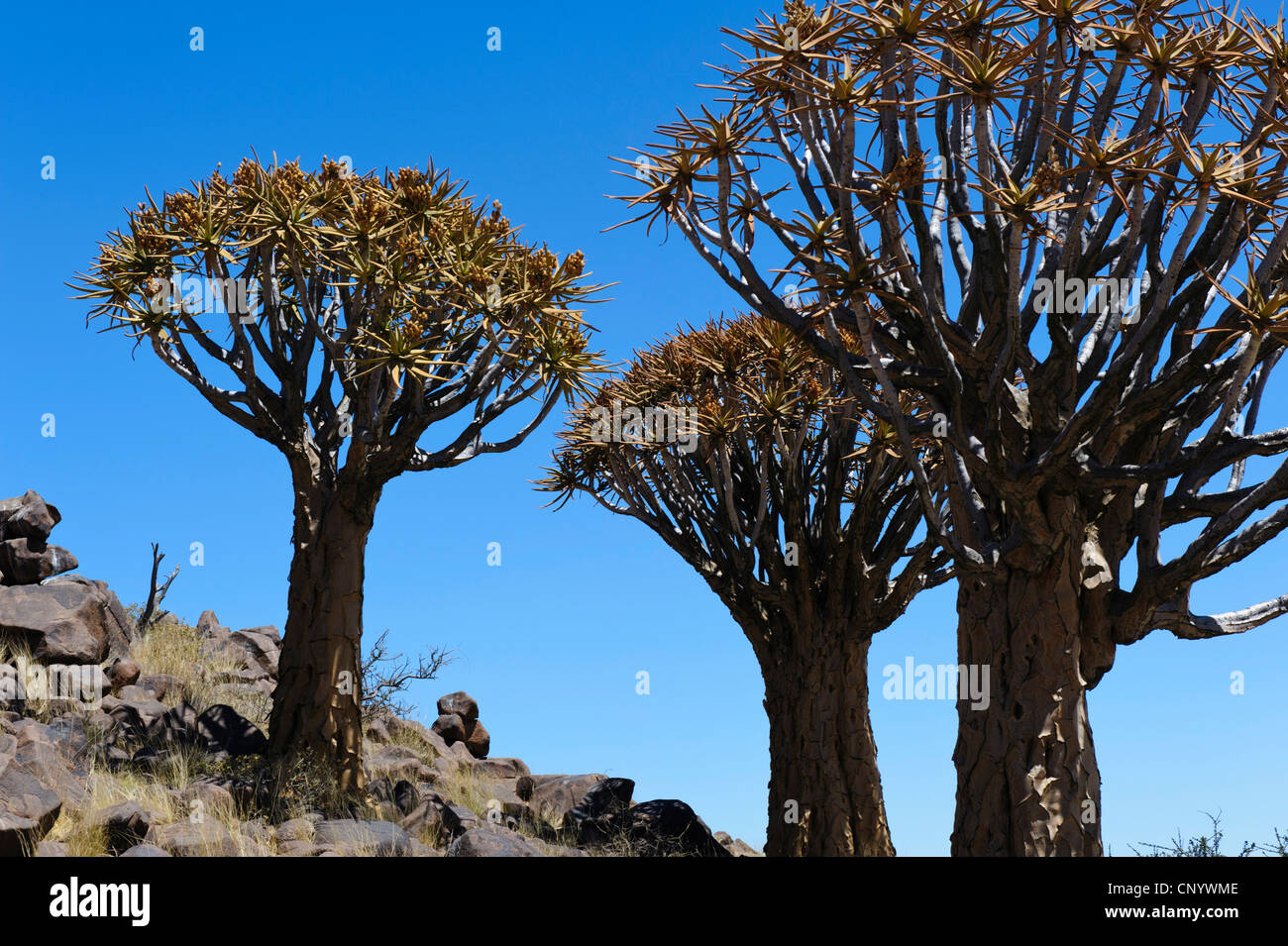 Namakwaland High Resolution Stock Photography and Images - Alamy