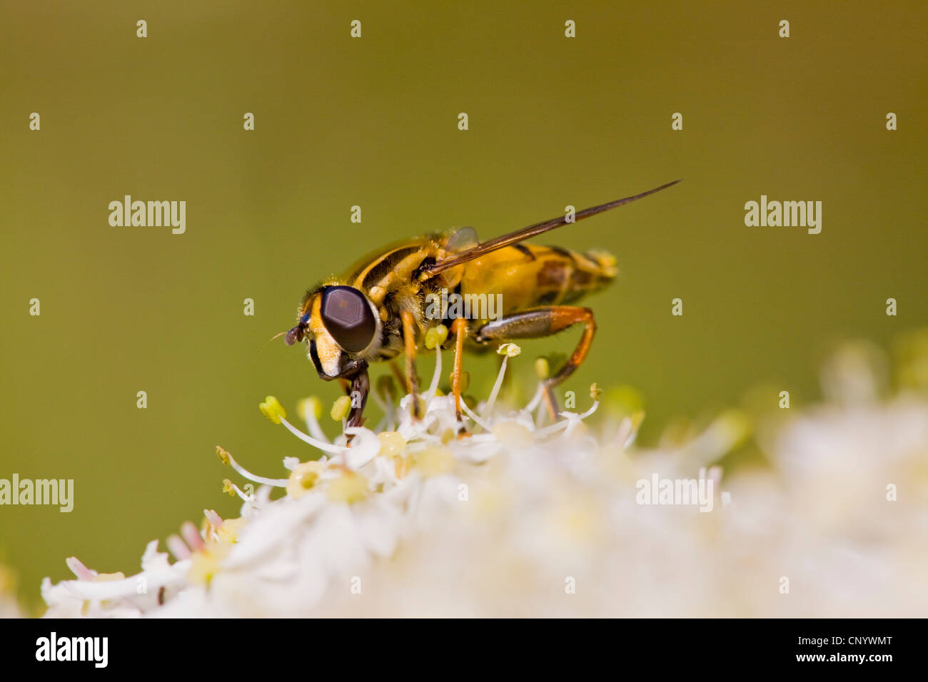 Helophilus pendulus hi-res stock photography and images - Alamy