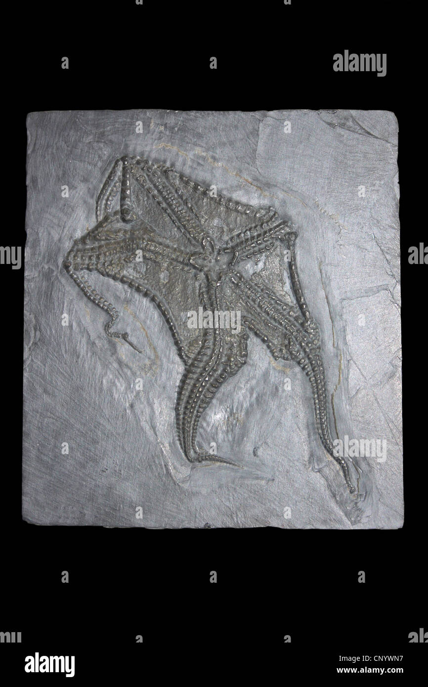 Fossilisation hi-res stock photography and images - Alamy