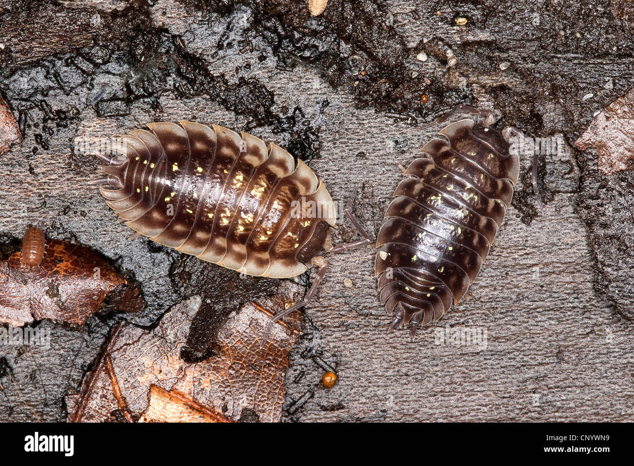 Sowbug hi-res stock photography and images - Alamy