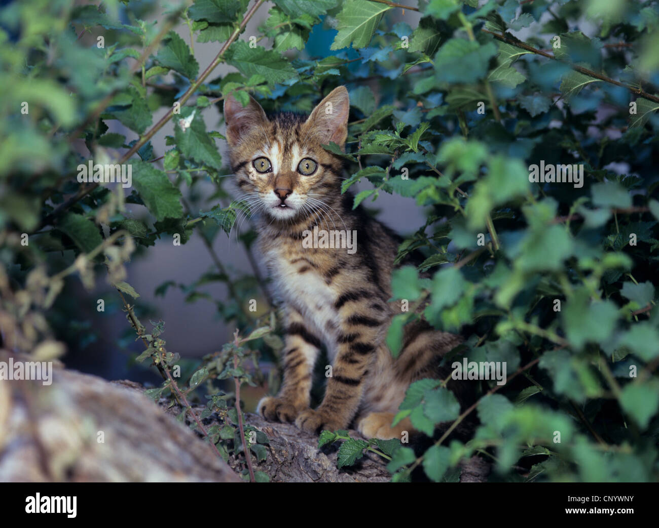 Hiding under bushes hi-res stock photography and images - Alamy