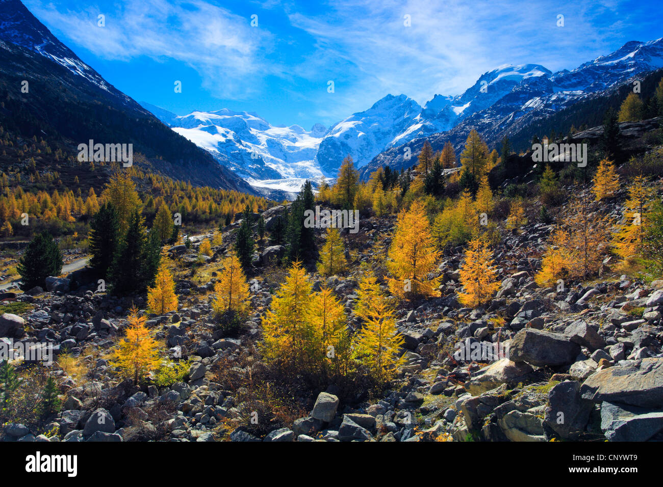 Eastern larch hi-res stock photography and images - Alamy
