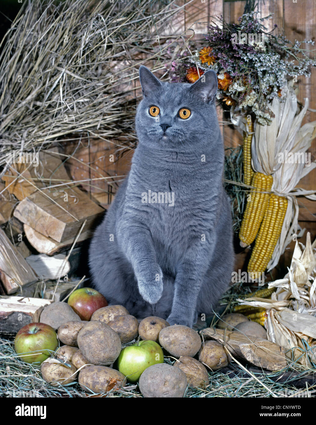 domestic cat, house cat, Chartreux (Felis silvestris f. catus), sitting ...