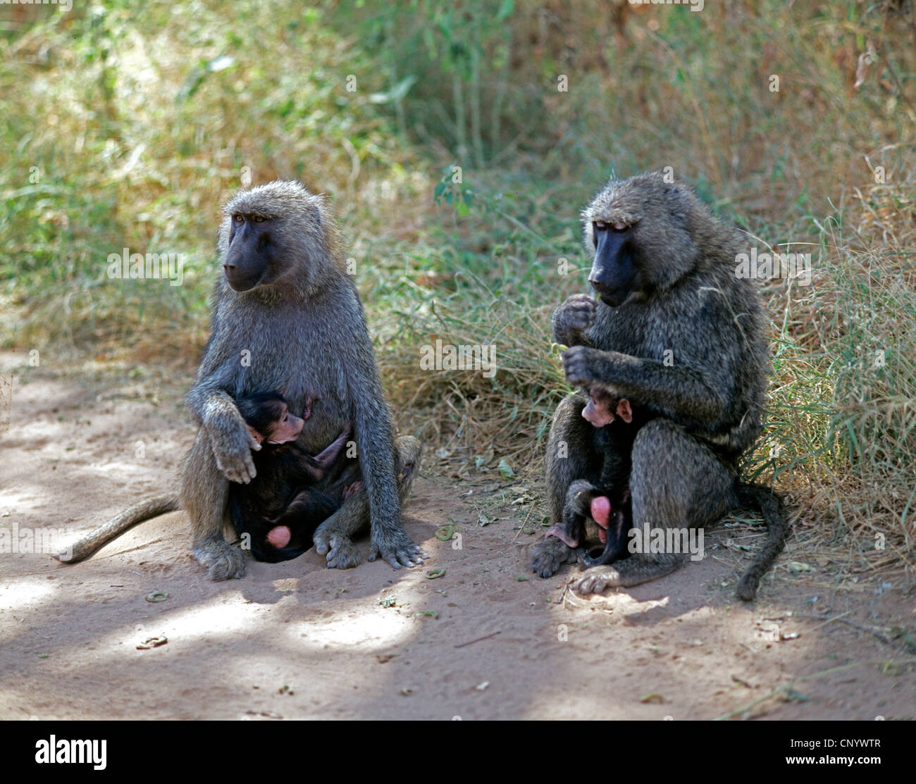 Olive baboons hugging hi-res stock photography and images - Alamy