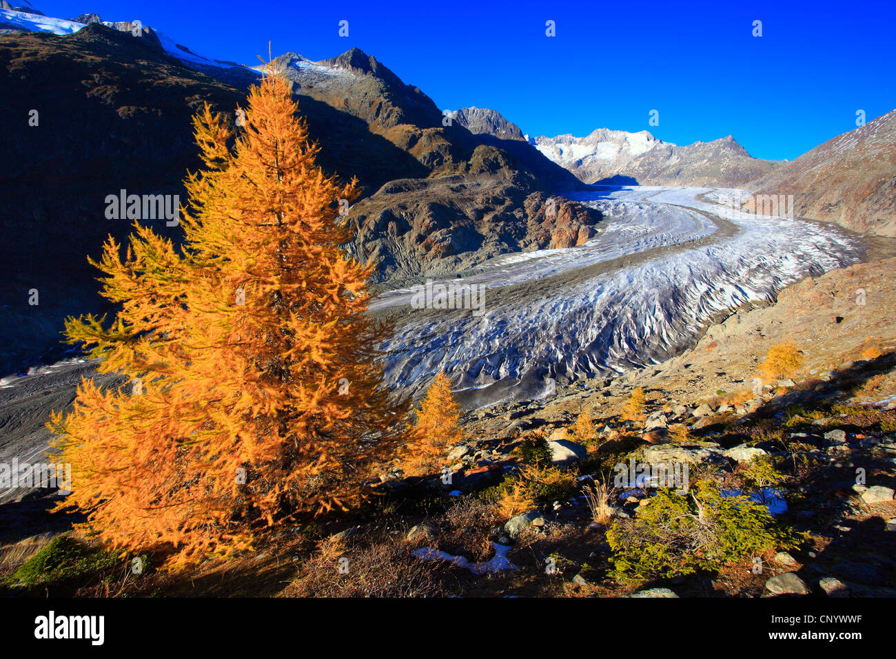 common larch, European larch (Larix decidua, Larix europaea), Great ...