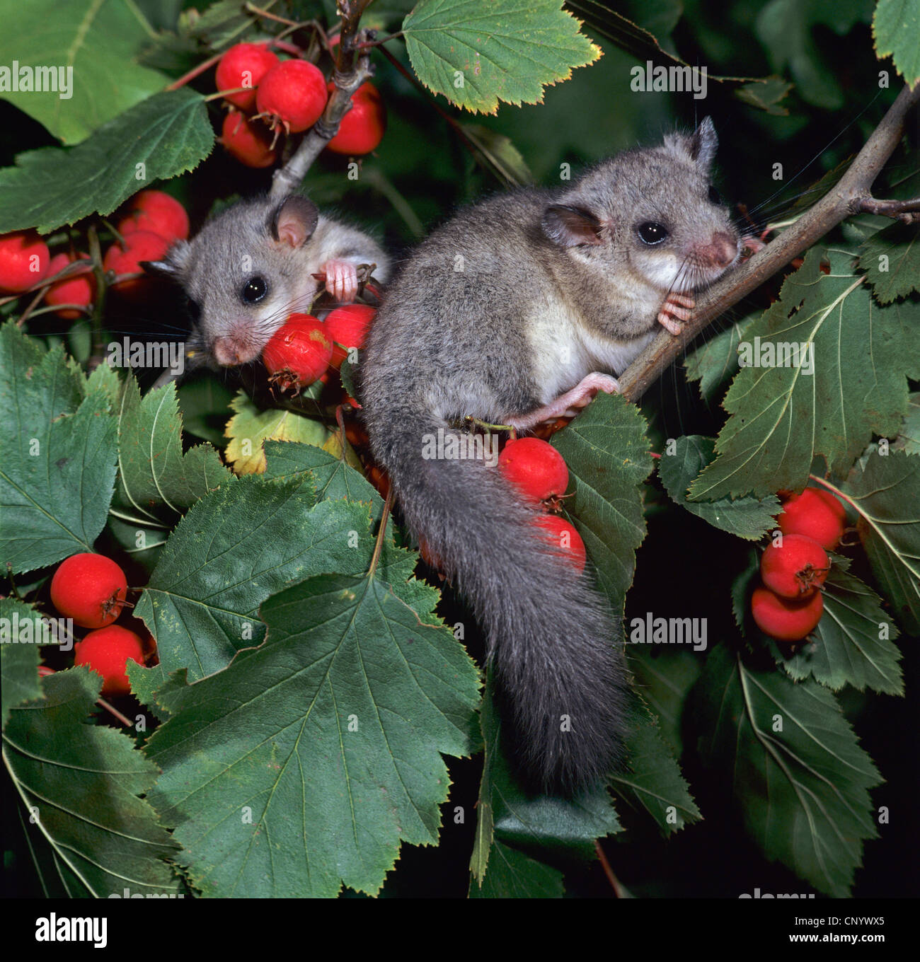 Fat edible dormouse young hi-res stock photography and images - Alamy